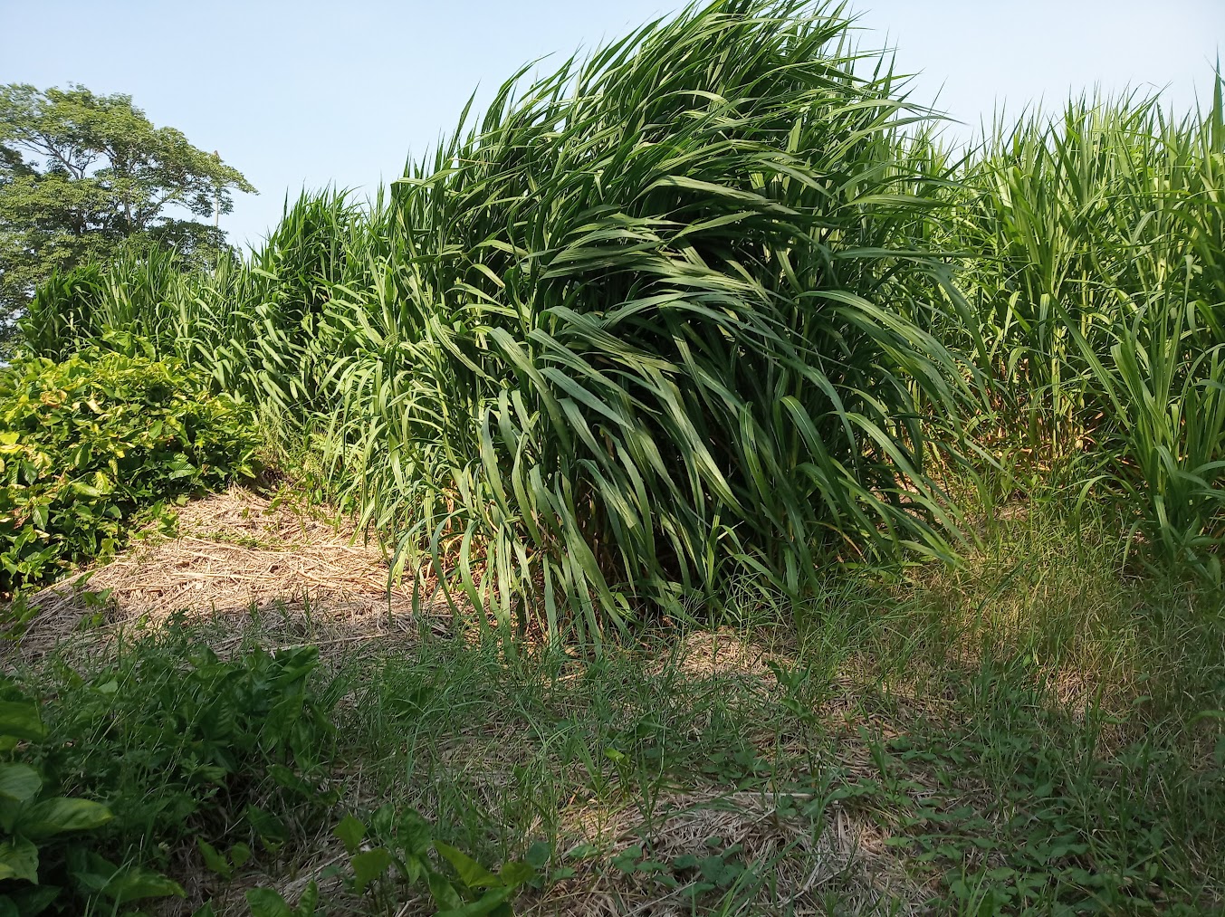 Pasto Cuba 22: Forraje de Alta Producción y Calidad