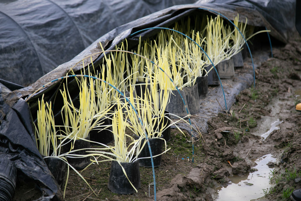 Puerro blanqueado: cómo se cultiva sin luz solar