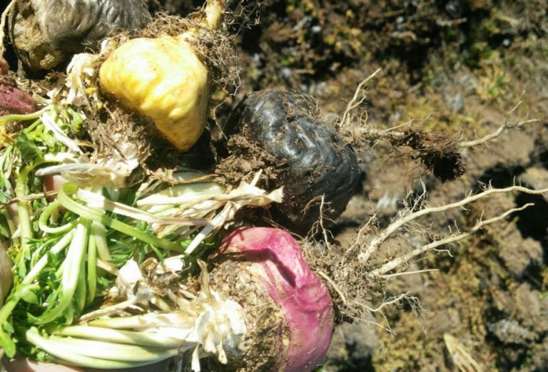 Cómo cultivar maca: guía completa paso a paso