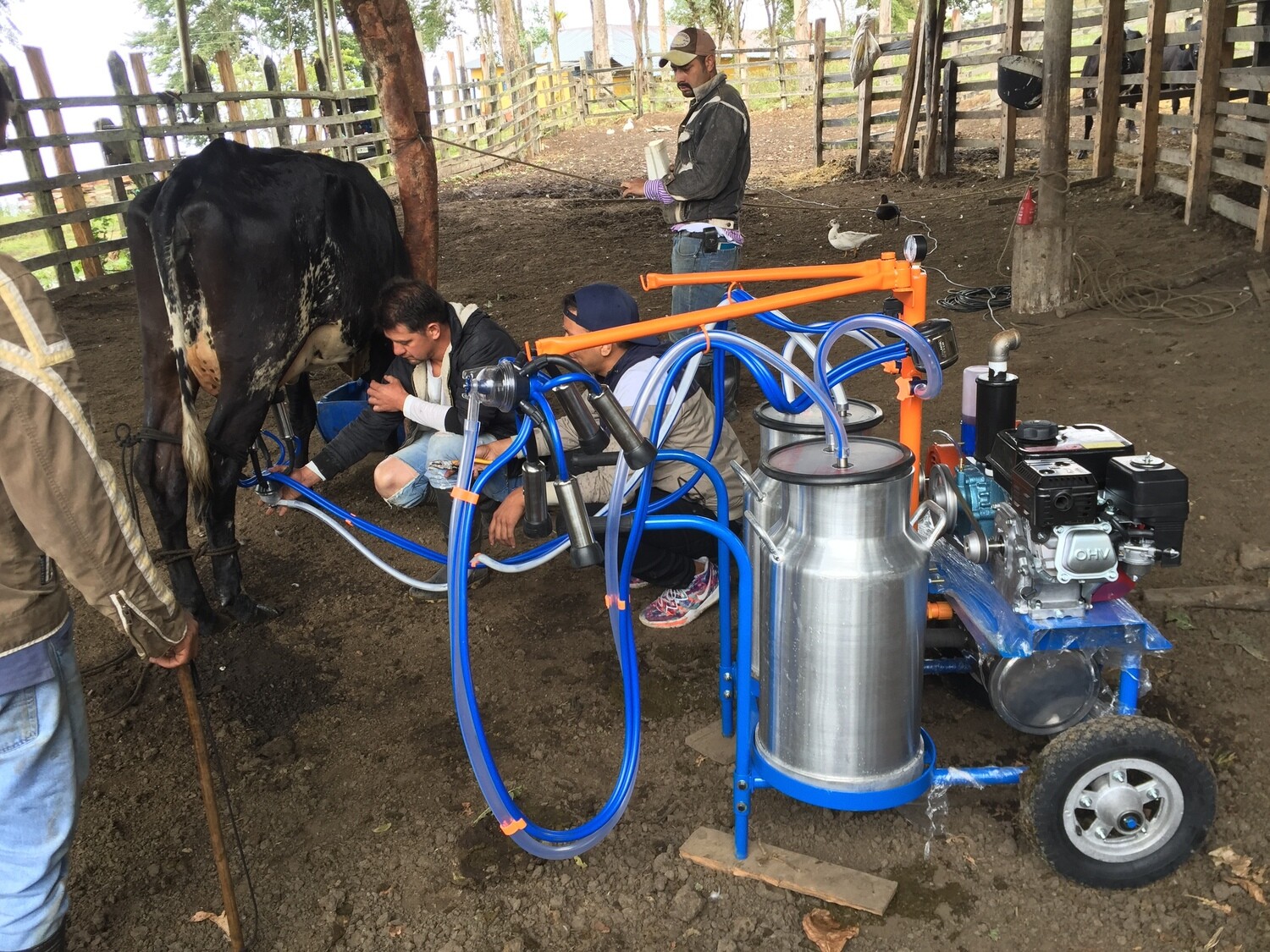 Ordeño con máquina ordeñadora: técnica y beneficios