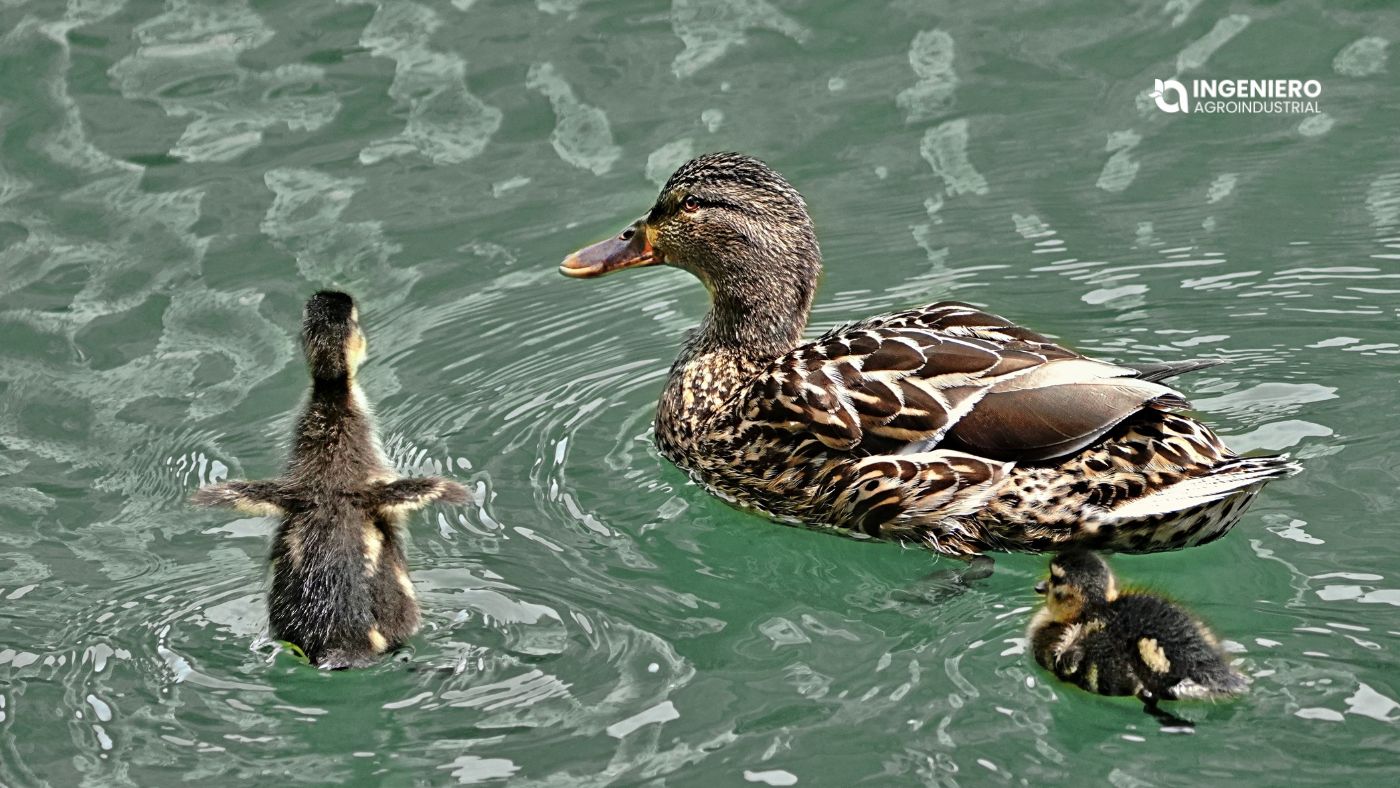 Qué comen los patos: comida para patos y alimentación correcta